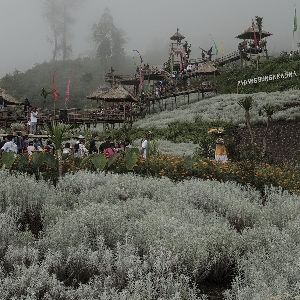 Pesona Bunga Salju Bali - blackxperience.com